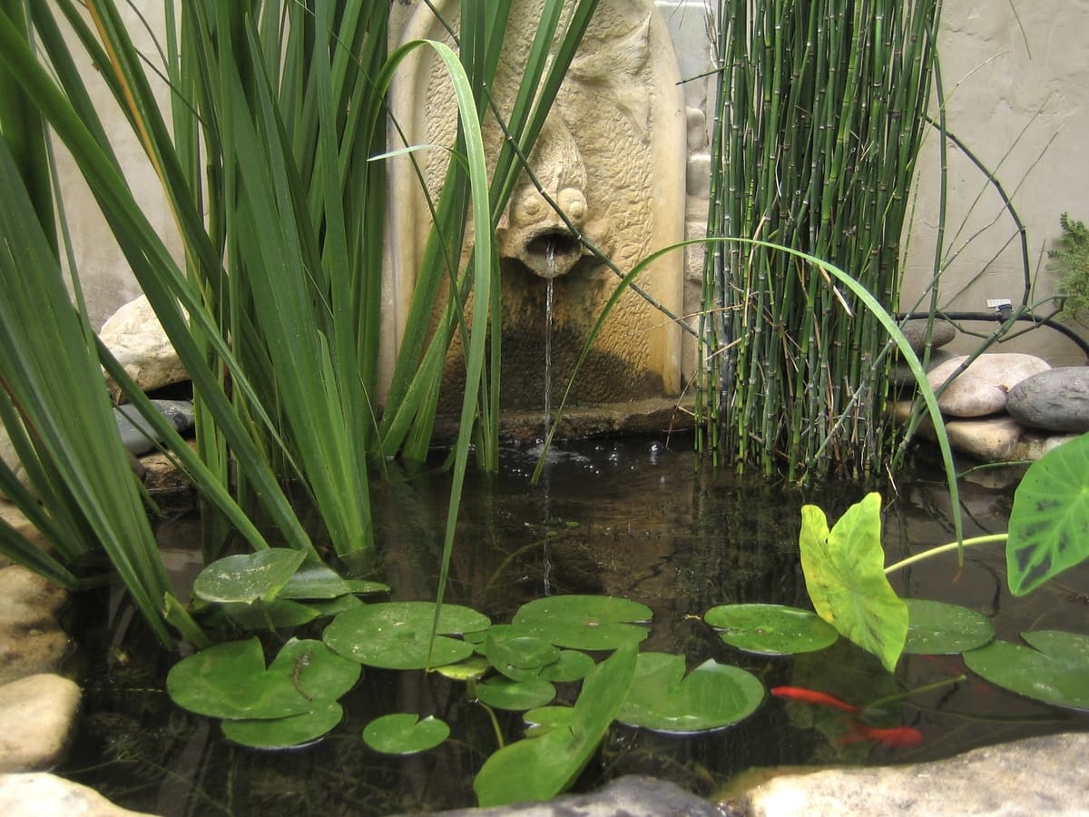 בריכות נוי | יובל מילר - תכנון והקמת גינות